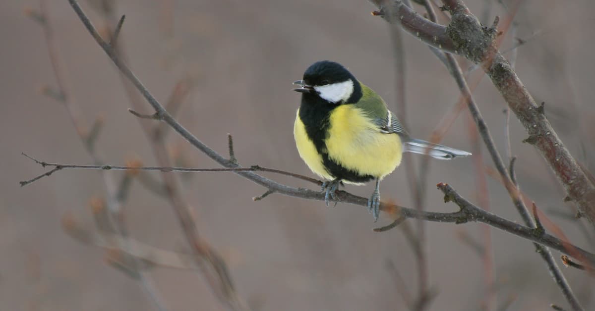 Talitiainen Pihabongauksen nähdyin lintu Keski-Pohjanmaalla | Yle