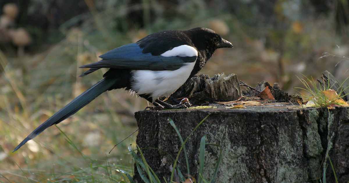 Palokunnalla yllättävä tehtävä – kutsuttiin päästämään kaivossa ...