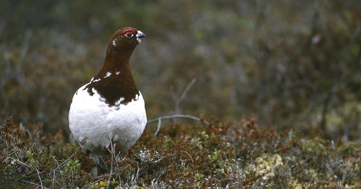 Riekko - kesällä ruskea, talvella valkoinen | Oppiminen | Yle