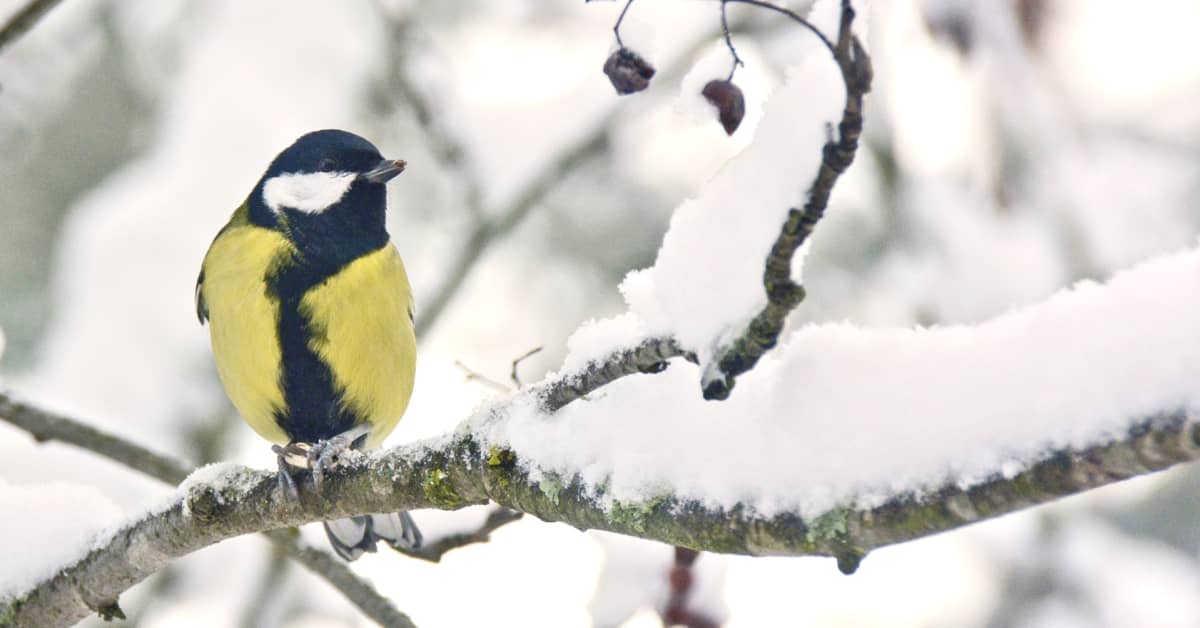 Talitiainen oli viikonlopun yleisin vieras | Yle