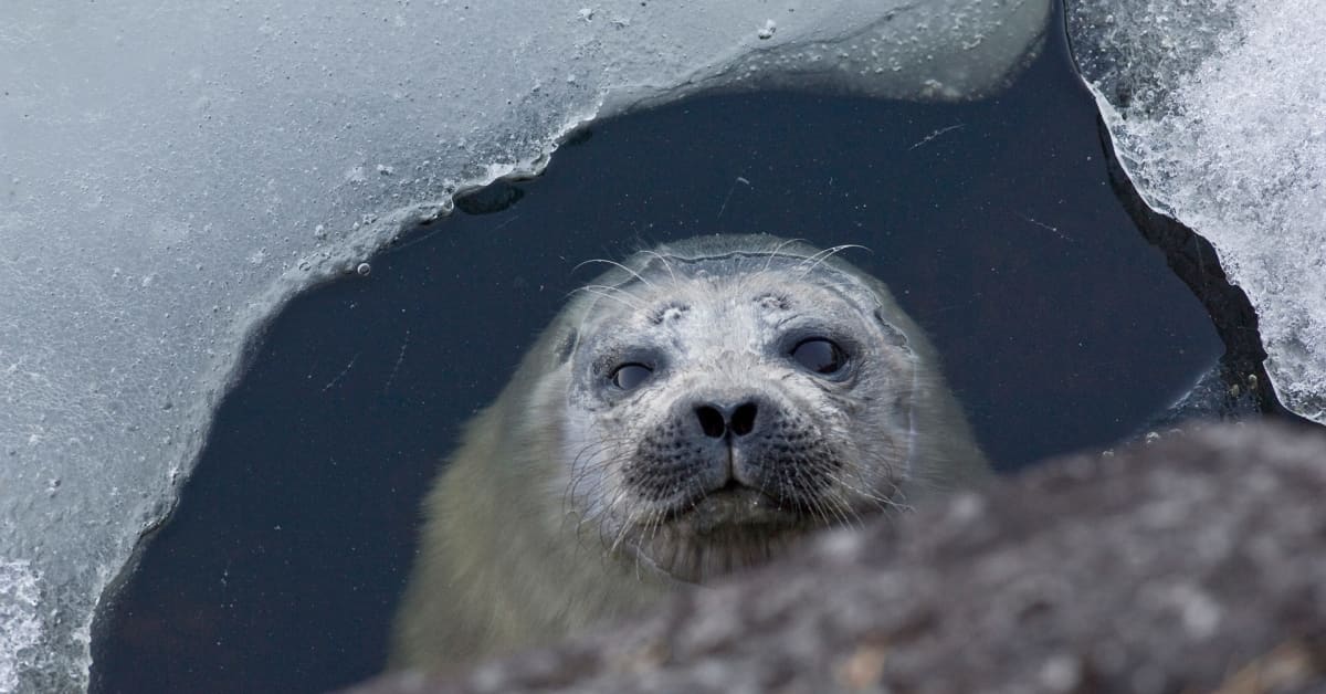 WWF Finland: Endangered Saimaa ringed seals begin crucial breeding ...