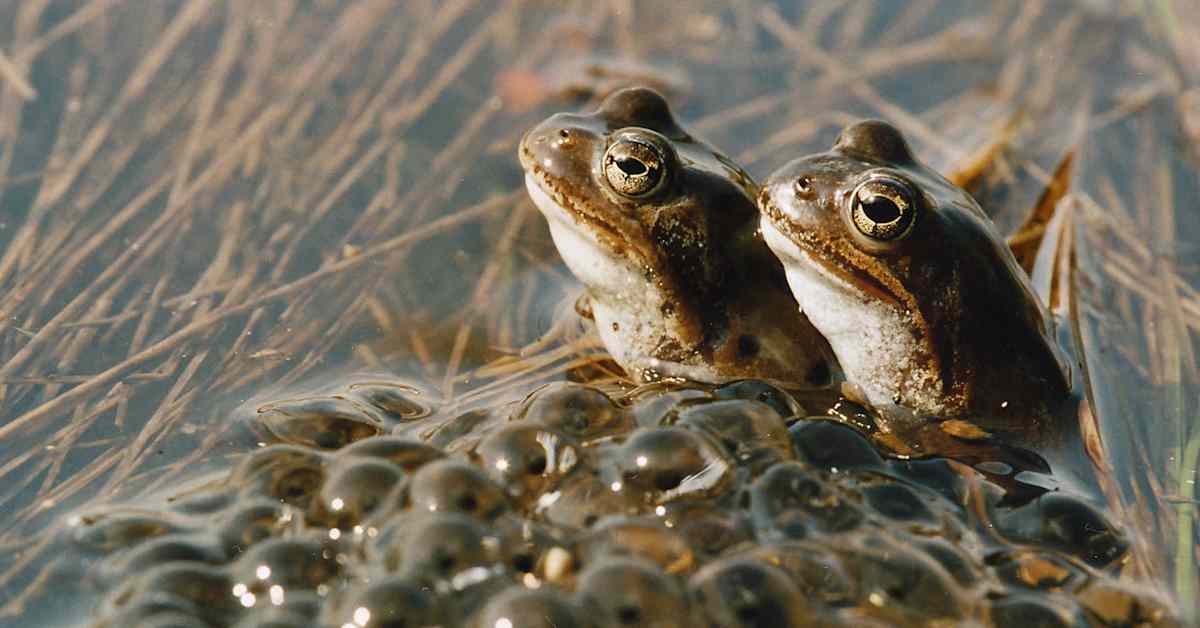 Sammakko ja sen kehitys | Oppiminen | Yle