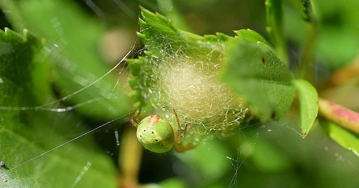 Varför spinner spindeln trassel? Naturväktarna ger dig svar | Natur ...