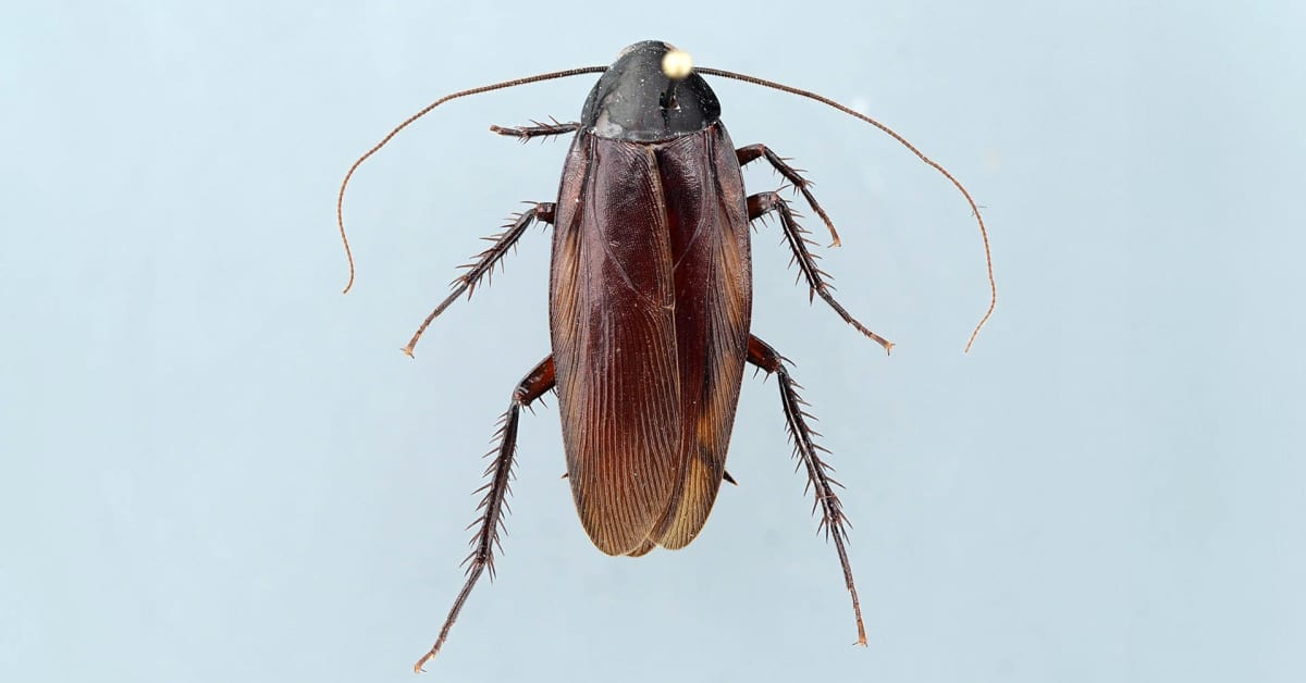 Large 'smokybrown' cockroach found in Finland for very first time | Yle ...