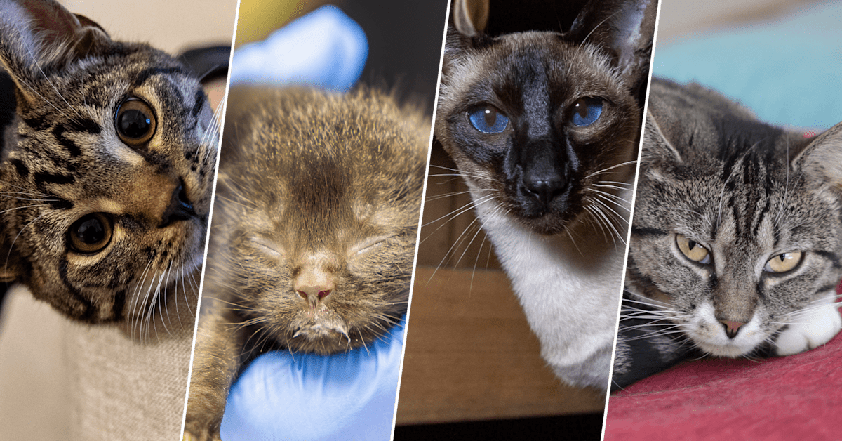 Dialektquiz: Hurdan är en dinglo katt och vad gör du om du järmtar ...