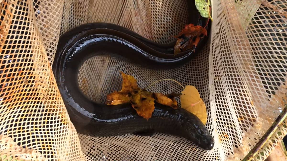 Jäikö ankerias pyydykseen? Maanantaista lähtien siitä saattaa seurata ...