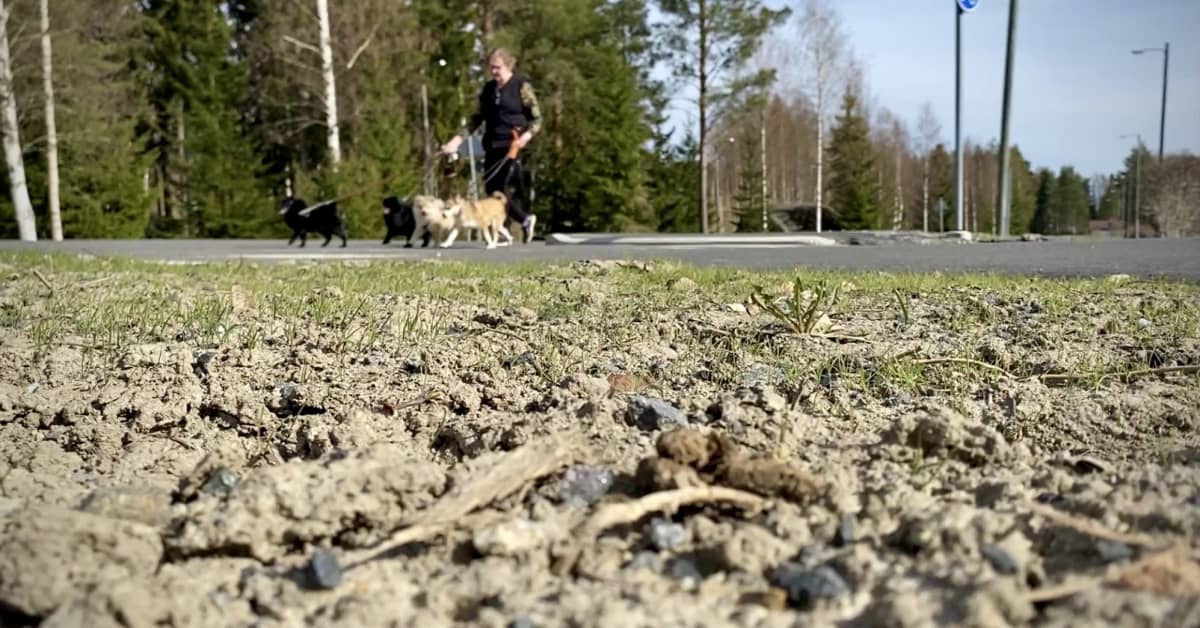 Kakat pussiin ja pussi puunoksalle – koirankakkakeskustelun uusi ilmiö ...