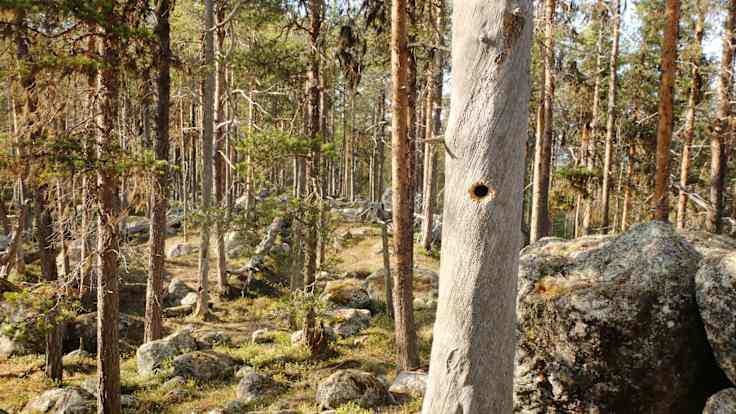 Sápmi | Yle Uutiset