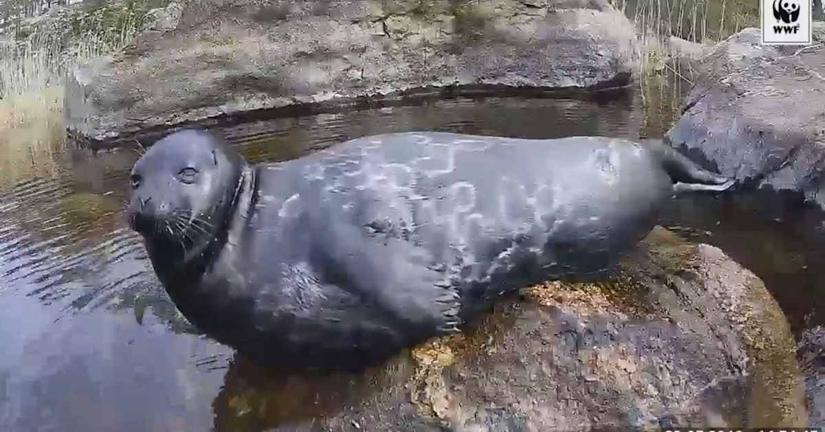 Pullervo visade sig rätt sparsamt – Moona ny stjärna i årets Norppalive | Inrikes | Svenska Yle