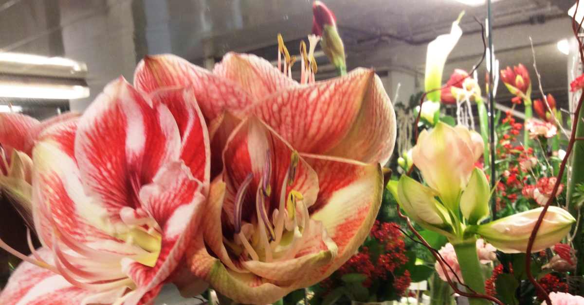 Så här håller julblommorna längre | Östnyland | Svenska Yle