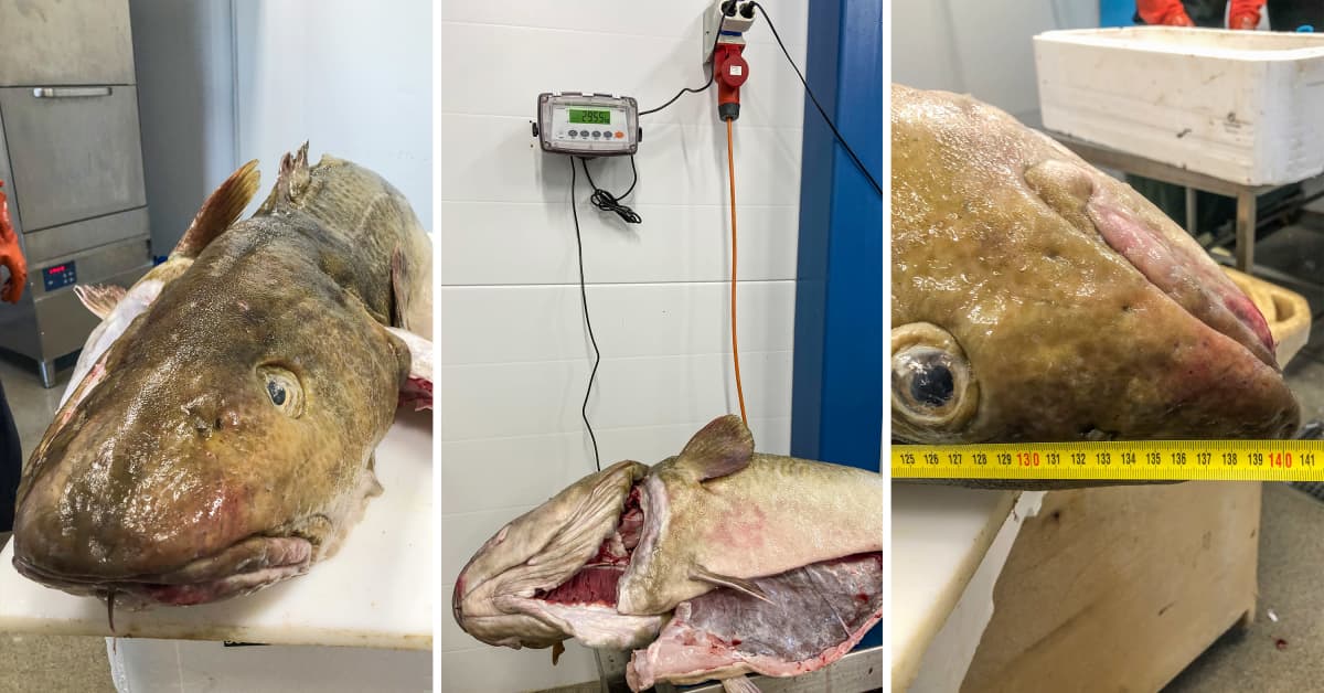 Lähes 30-kiloinen turska pääsi Suomen ennätyskalarekisterin kärkeen ...