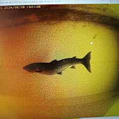 Uusimmat | Yle Luonto