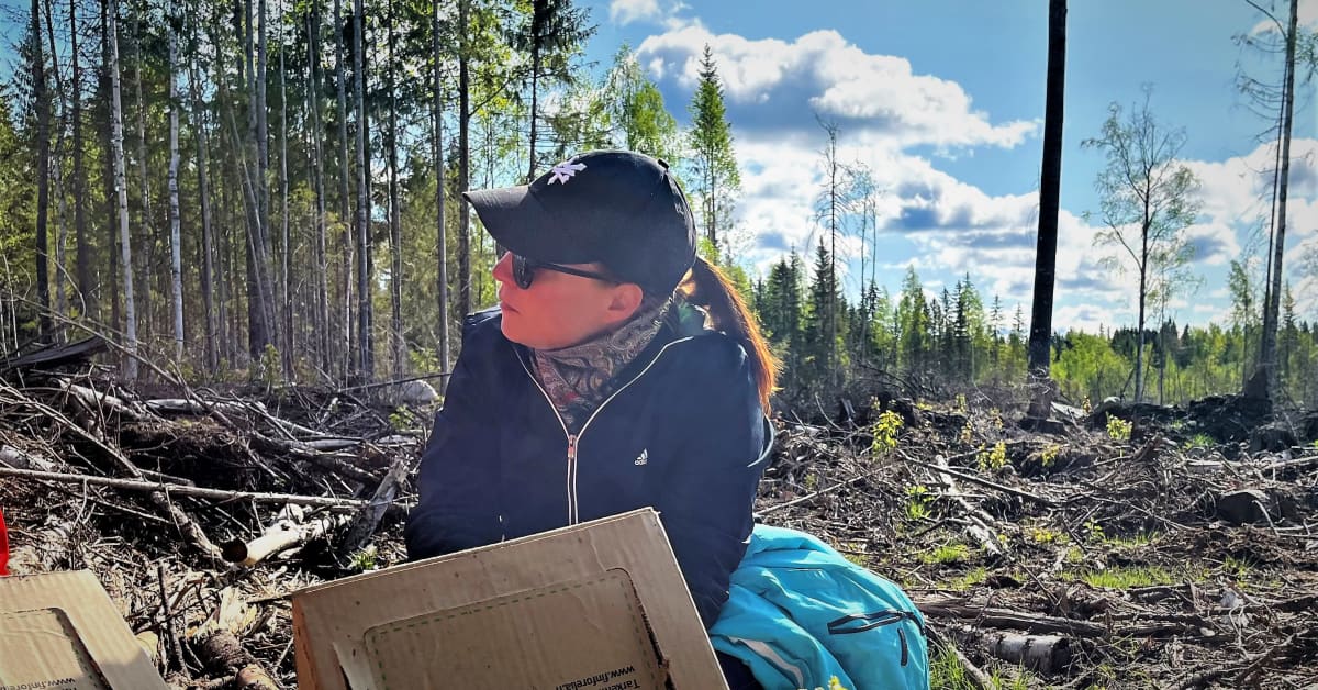 Outi Myllynen peri pappansa lapsuudenmetsät, mutta niiden hoitaminen ...