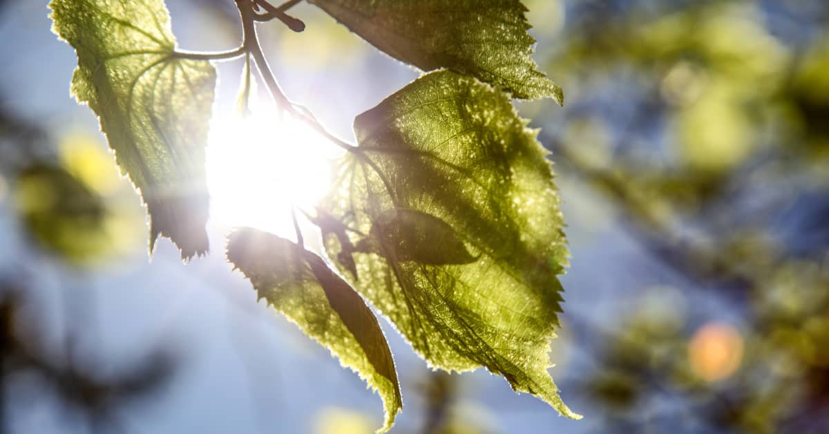 Kunnat ja yritykset eivät odota hallituksen ilmastotavoitteiden ...
