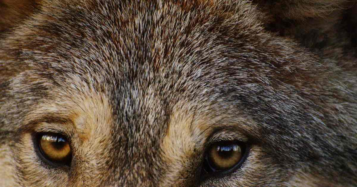 Den stora stygga och förfadern till vår bästa vän är en och samma | Yle ...