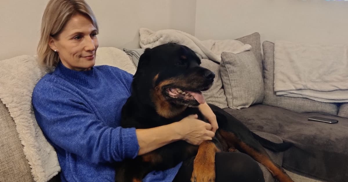 Sankarikoira Carlos pelasti Satu Wärnhjelmin hengen vetämällä emäntänsä ...