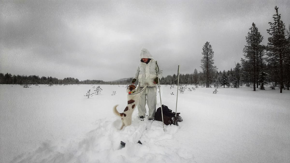 Pohjanpystykorvan kotimaasta kiistellään edelleen – rotu on ...
