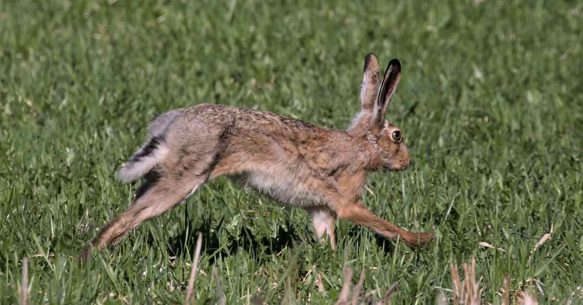 Finnish researchers crack genetic code of the 'Easter Bunny' | Yle News ...