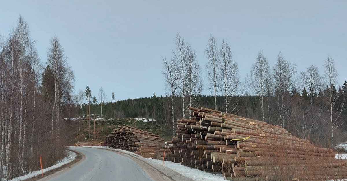 Logging exceeds sustainable levels in southern Finland, says Natural ...