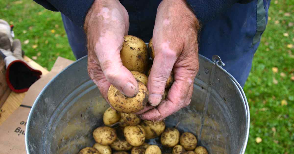 Sämre potatisskörd att vänta | Österbotten | Svenska Yle
