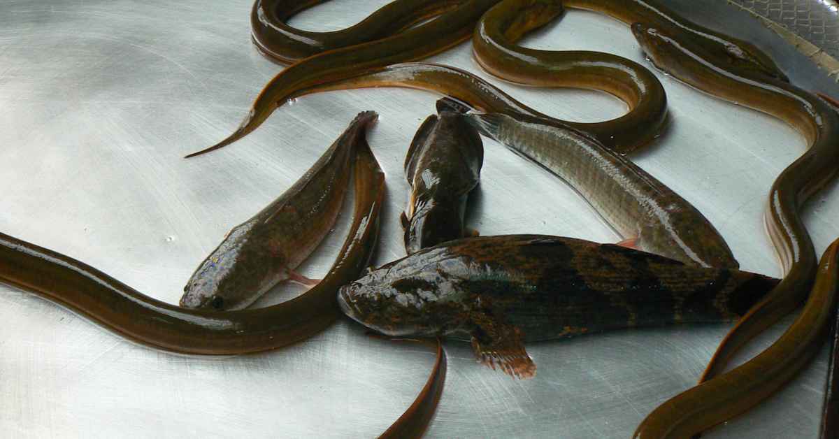 Äärimmäisen uhanalaisia ankeriaita siirretään Porissa lähemmäs merta ...