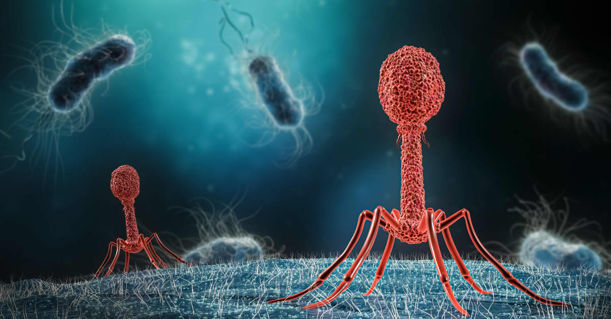 Antibiootit menettävät tehoaan, ja bakteereja tappavat virukset ...