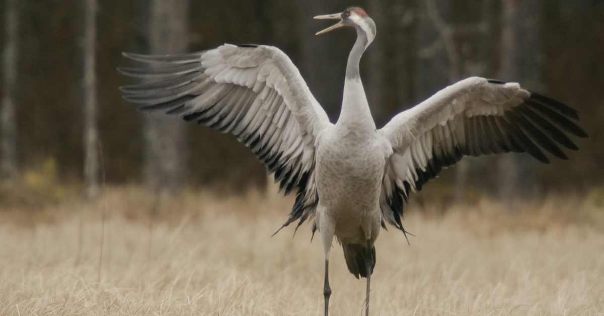 Tranan – en av våra mest fascinerande fåglar | Natur | Svenska Yle