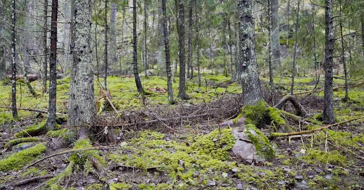 Vill du rädda skogen? Då ska du köpa den | Inrikes | Svenska Yle