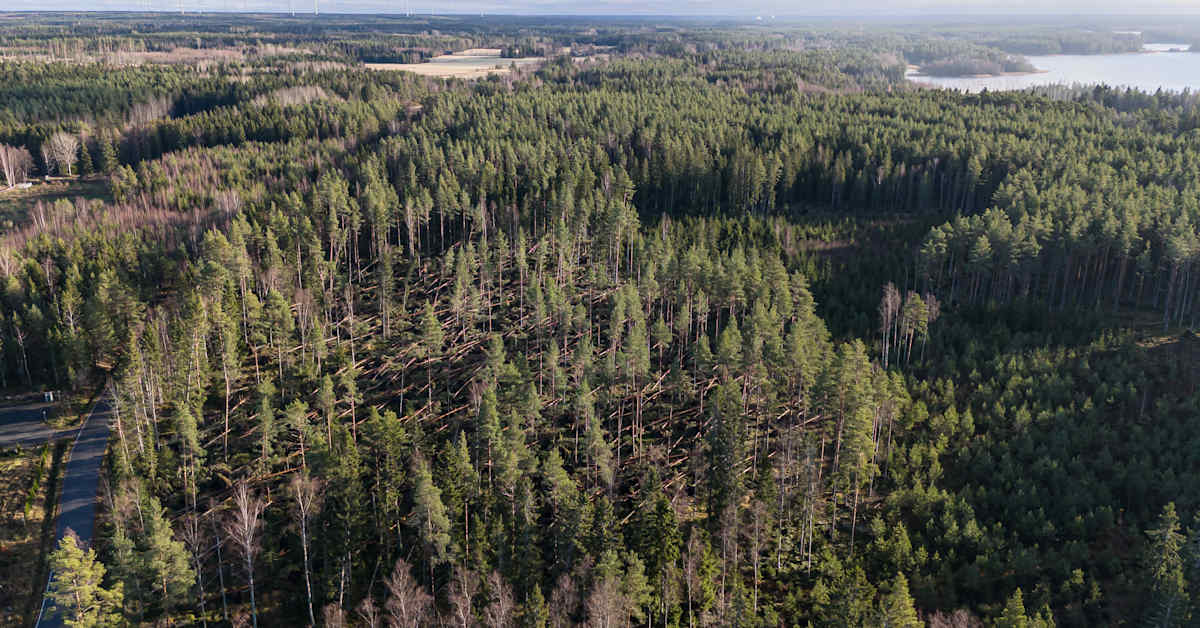Suomen ensimmäisen hirmumyrskyn tuhot on korjattu – Lylyn kaatamat 200 ...