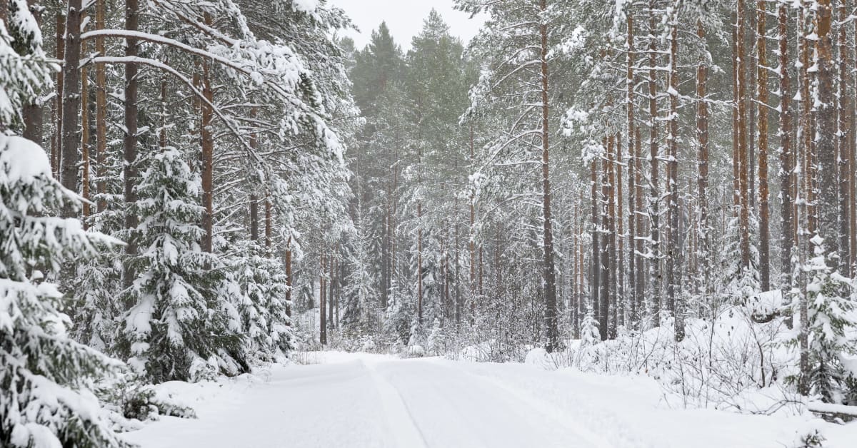Suomen luonnon elvyttämiselle laskettiin 9 miljardin euron hintalappu ...