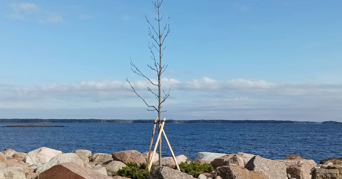 Aallonmurtajalla Kotkassa seisoo nyt uusi yksinäinen saarnipuu ...