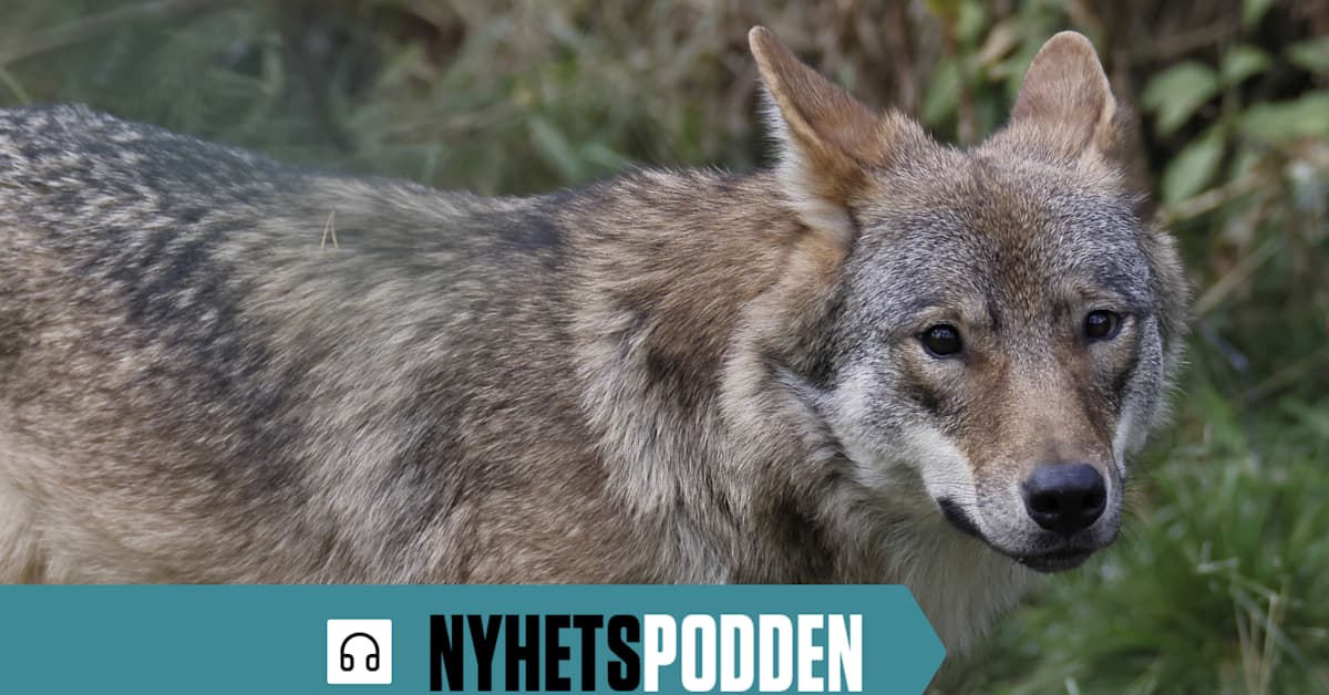 Varför är vi så rädda för just vargen? | Inrikes | Svenska Yle