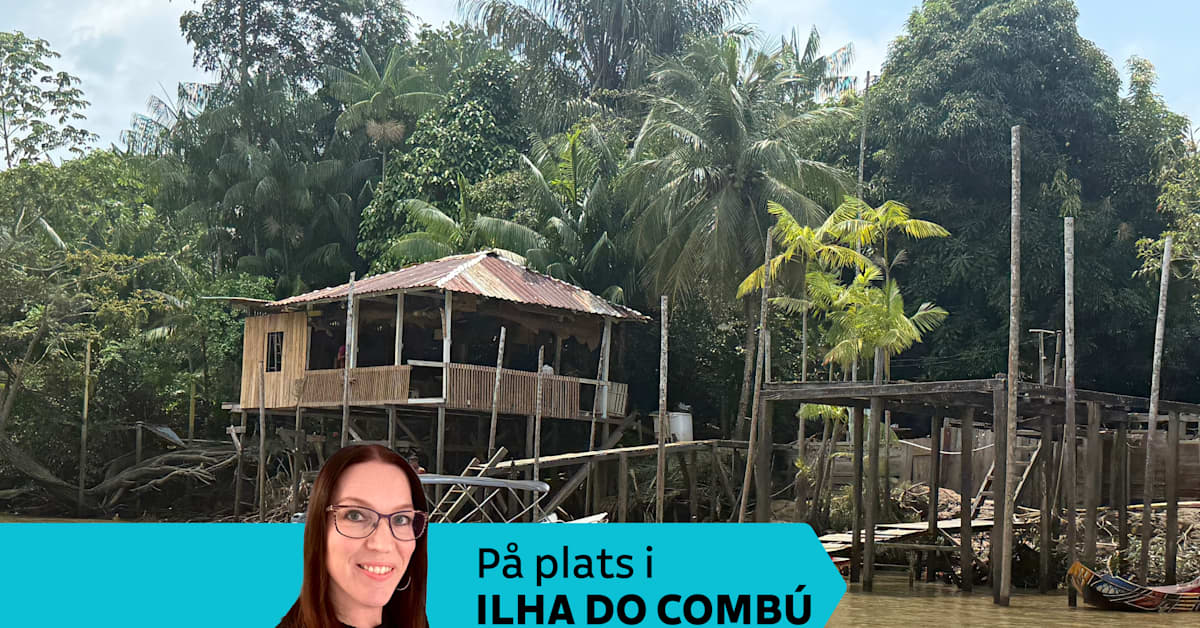 När paradiset torkar ut: Açaíodlare i Brasilien kämpar för sin ...