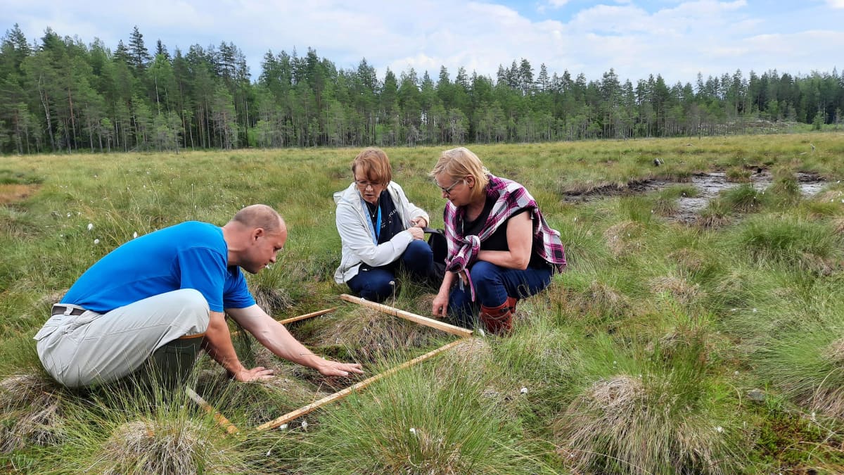 Kun tuottamattomilla soilla kuoritaan rahkasammalta, myös arvokasvi ...