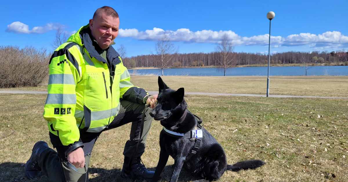 Saksanpaimenkoira Lissu häätää valkoposkihanhia Vaasan rannoilta ...