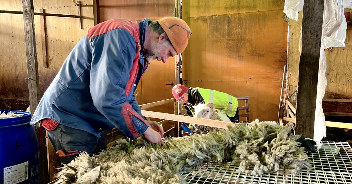 Lappilainen lampaanvilla muuttui kulusta saatavaksi muutamassa vuodessa ...