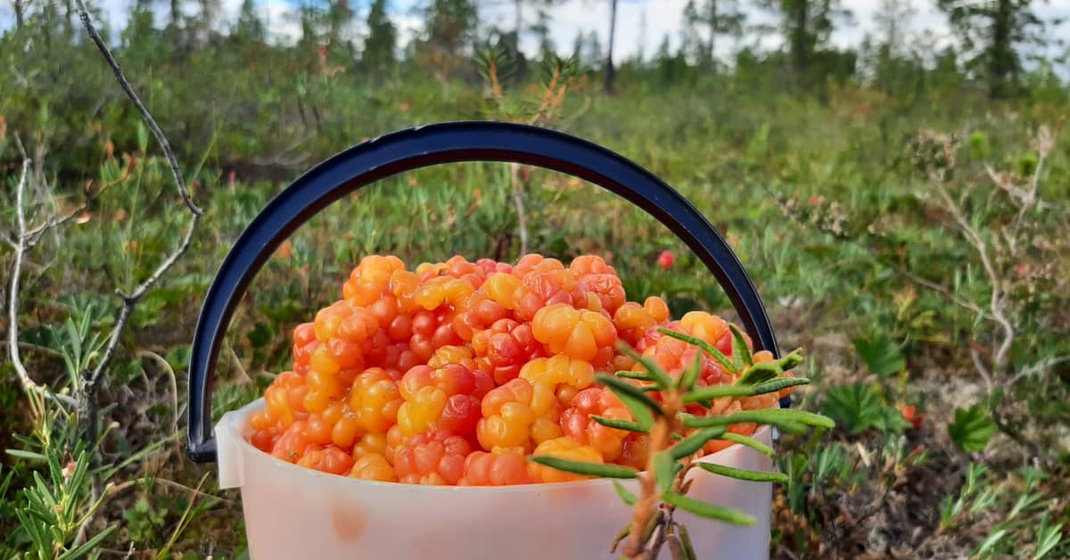 Ranuan hillamarkkinat järjestetään kolmen vuoden tauon jälkeen – hillaa ...