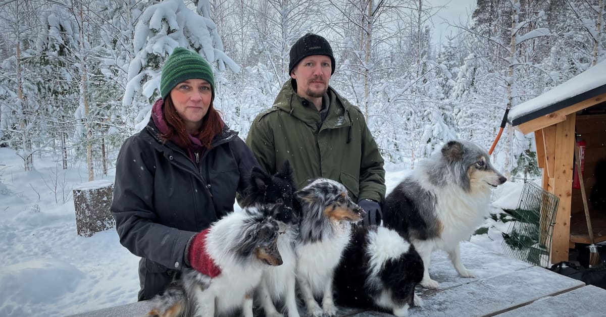 Koirametsissä myös aremmat karvatassut voivat juosta vapaana ...
