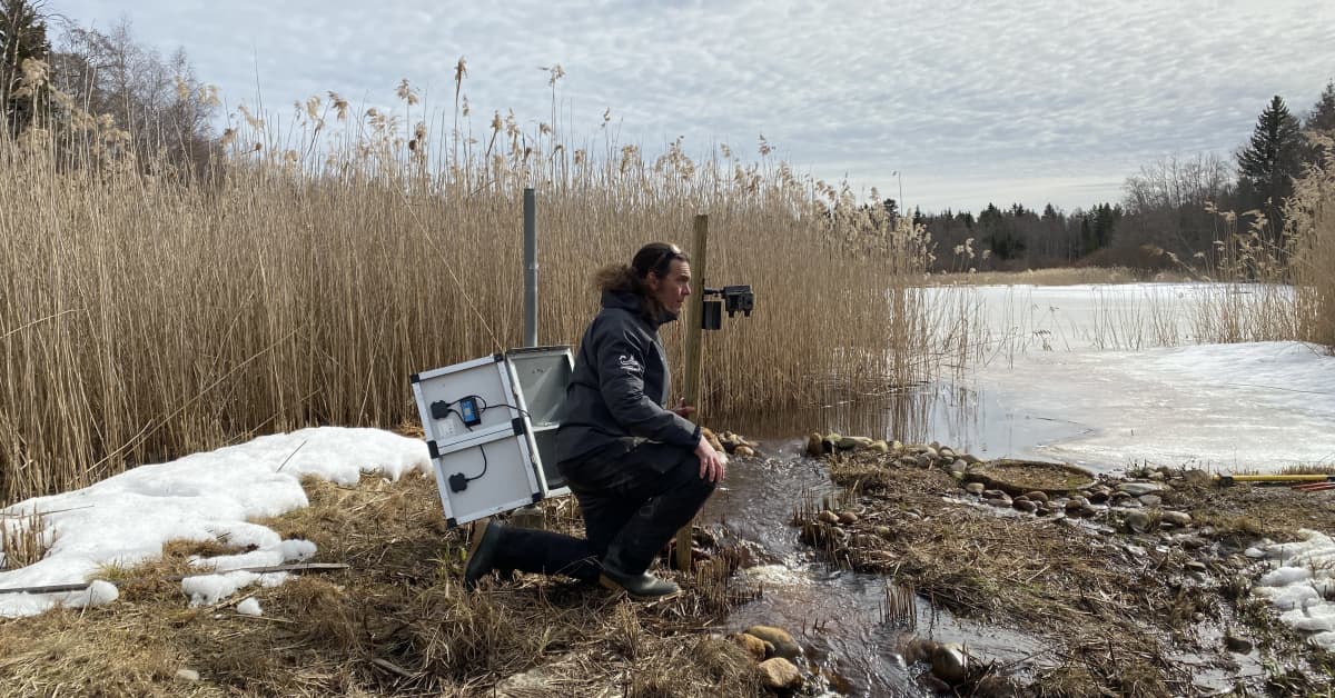 Kunnostettu kosteikko houkuttelee haukia kutemaan – nyt Kokkolassa ...