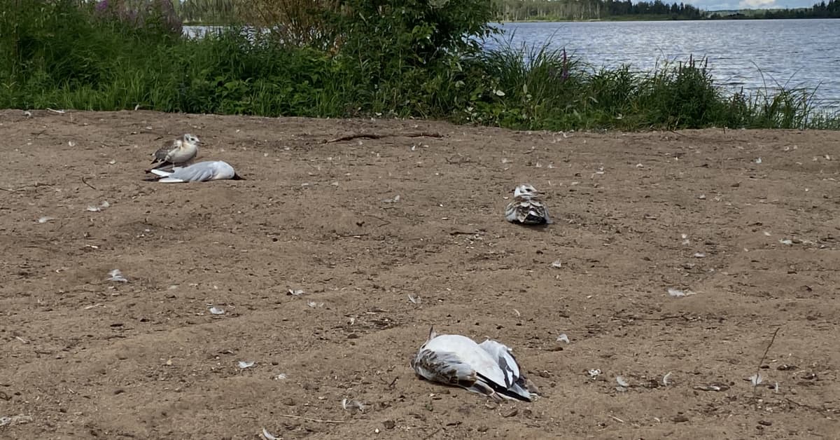 Voiko lintuinfluenssan saada, jos lokki kakkaa päähän? Nämä asiat sinun ...