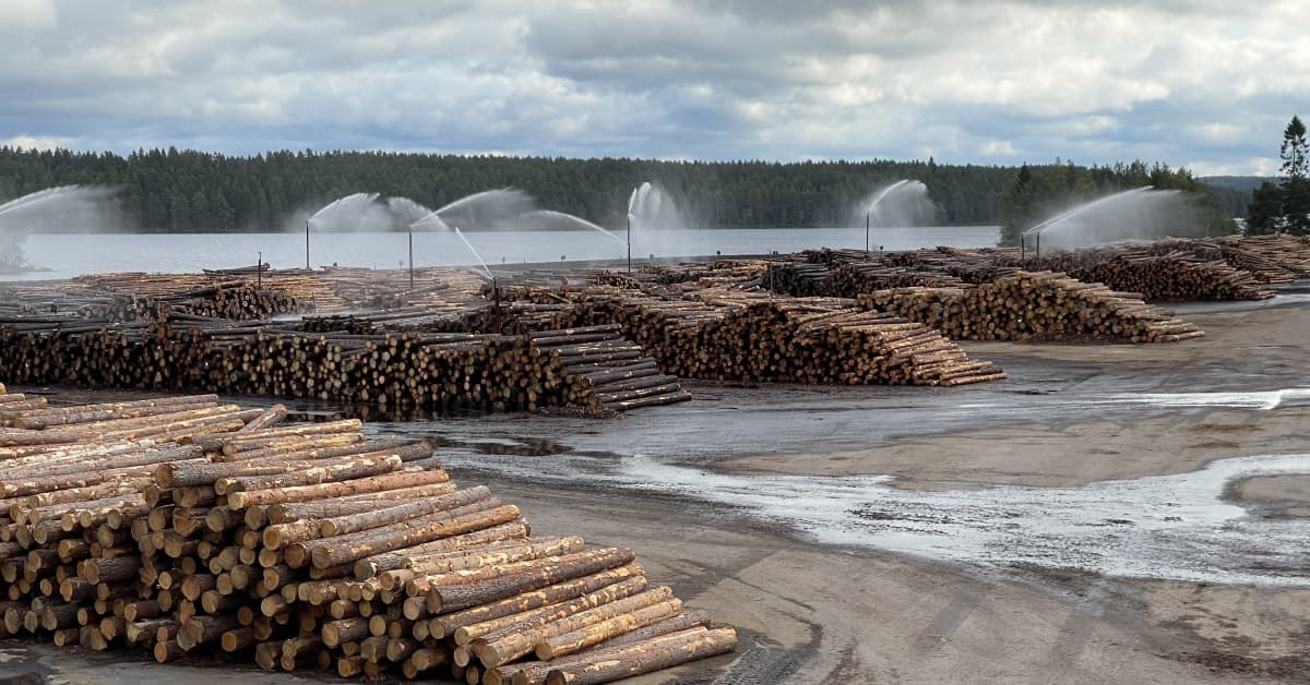Timber shortage forcing change in Finland's wood industry | Yle News | Yle