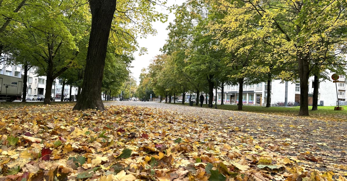 Suomessa sataa vettä ja märkää lunta – kovat tuulet voivat pudottaa ...