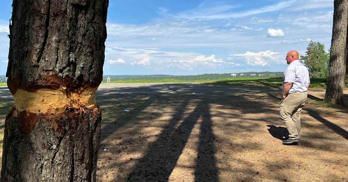 Yli satavuotiaat puut joutuivat ilkivallan kohteeksi ...