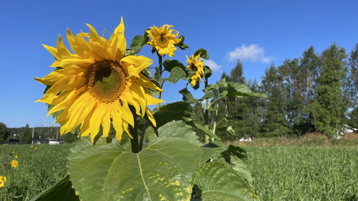 Sodan alkamisesta tulee Ukrainan kansallispäivänä puoli vuotta ...