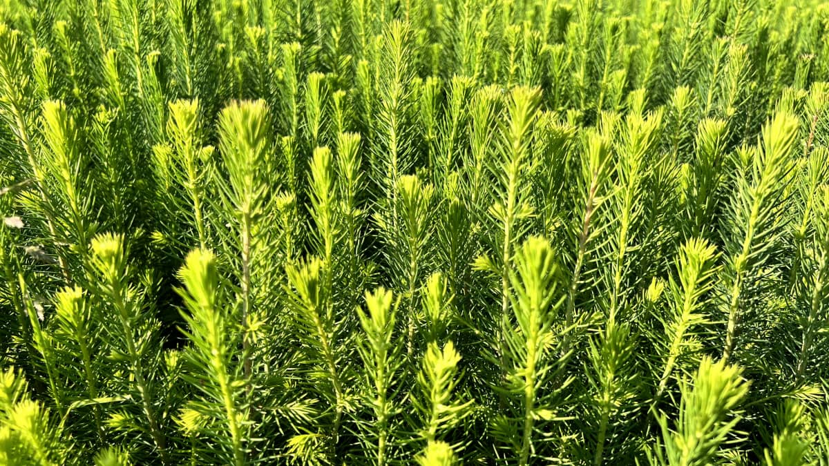 Taimi-Tapion taimitarhat konkurssipesältä ostanut Pohjan Taimi nousee ...