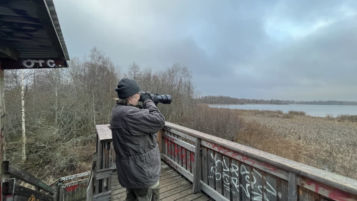Hämmentyneet hyönteiset levittäytyivät ympäri maata – näin lämmin syksy ...