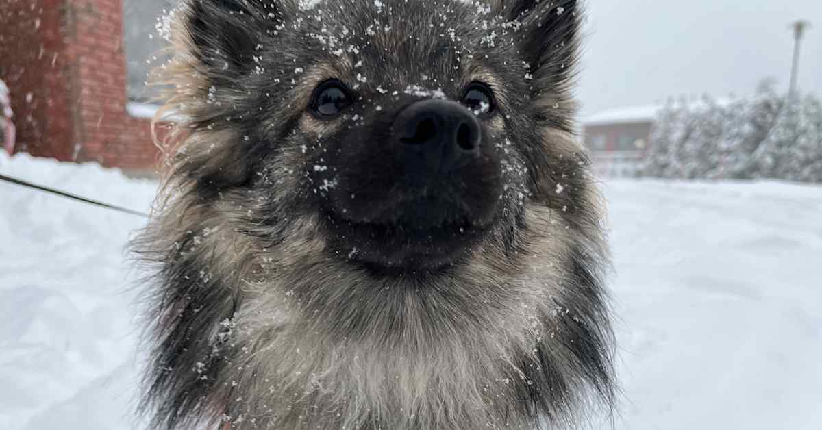 Yli puolet Suomen koirista on edelleen rekisteröimättä – katso kuinka ...