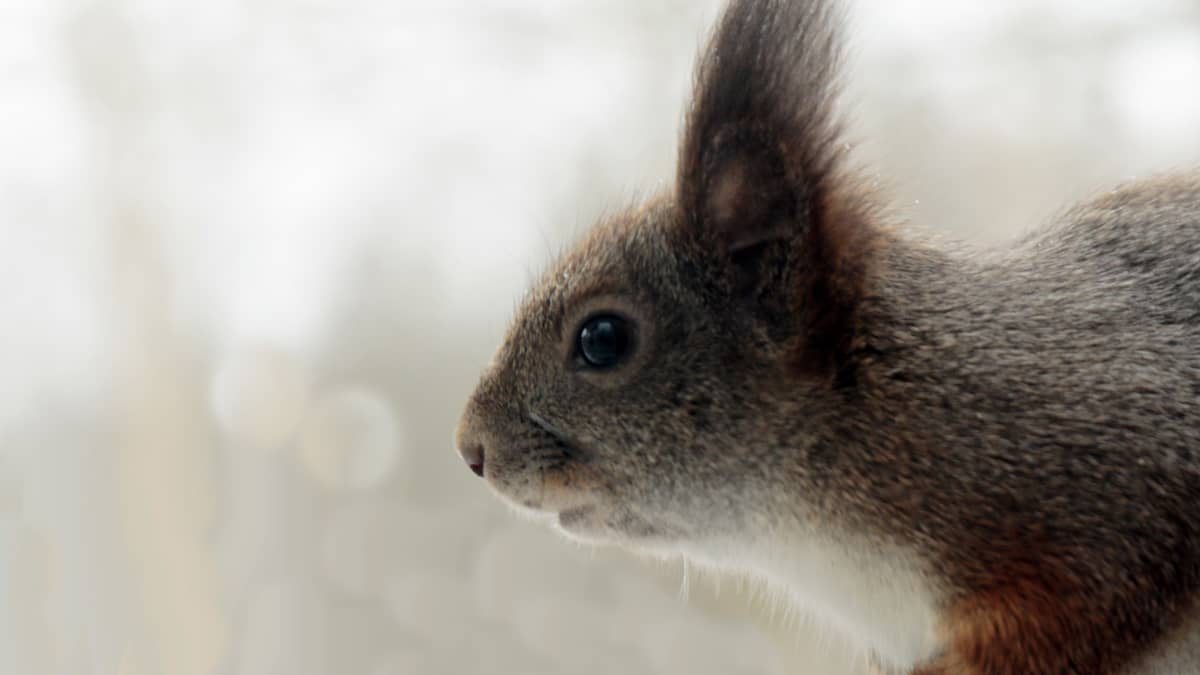 Oravat aiheuttivat sähkökatkoja Oulussa | Yle Uutiset