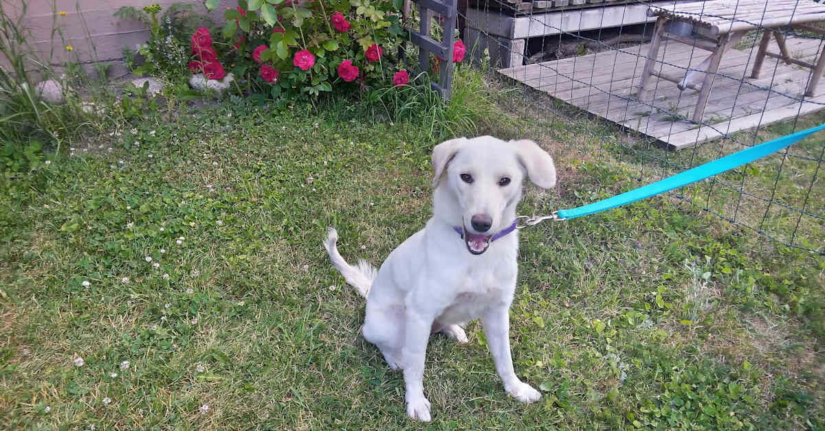 Rescue-koiria kuoli kuorma-autossa kuumuuteen – myös kuljetusyrityksen ...