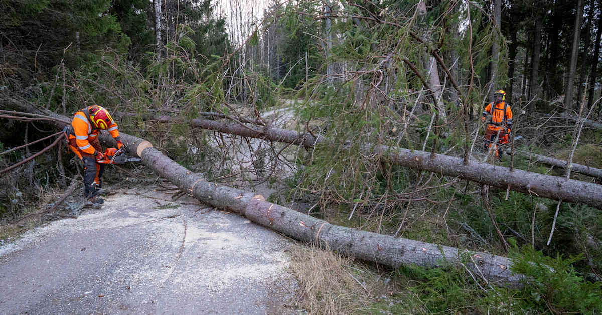 Skadeanmälningarna regnar in till försäkringsbolagen: ”Vi kommer att ...
